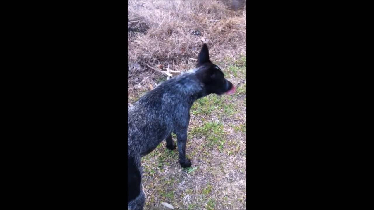 Crazy Cattle dogs - YouTube