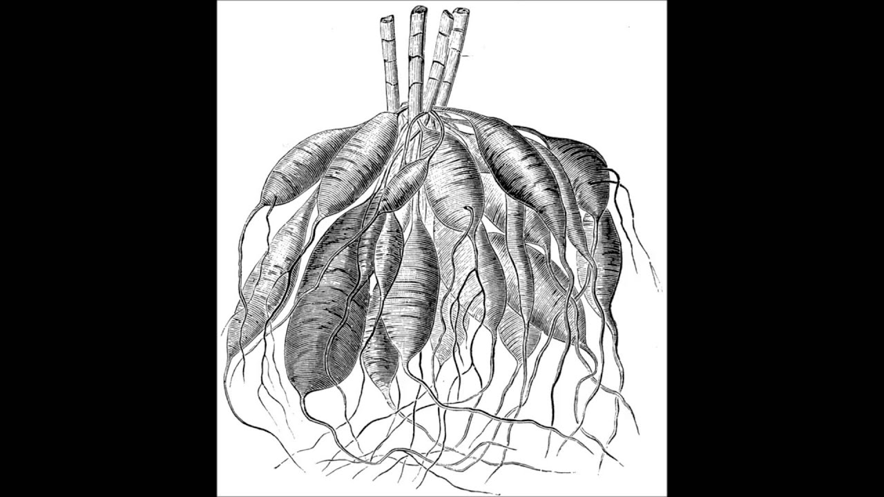 Tuber Root Apparatus - YouTube