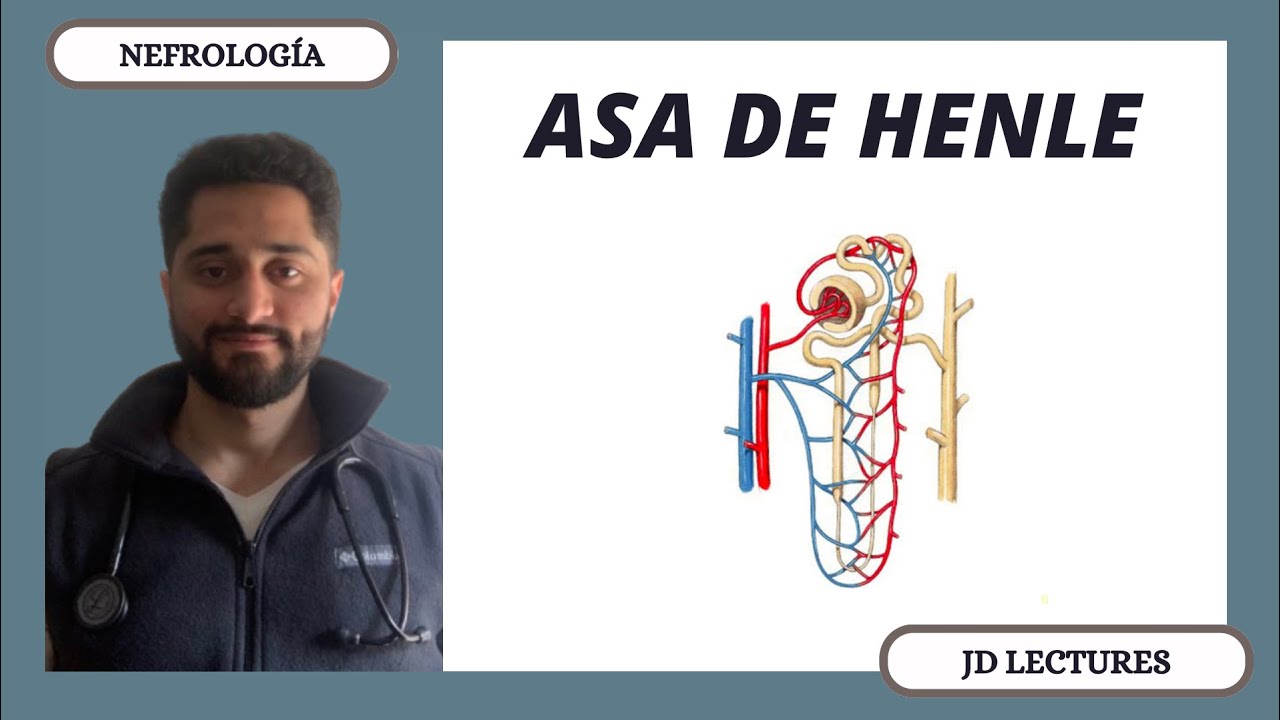 ASA DE HENLE | NEFROLOGÍA - YouTube