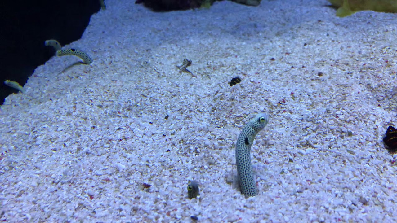 Unick Fish - YouTube