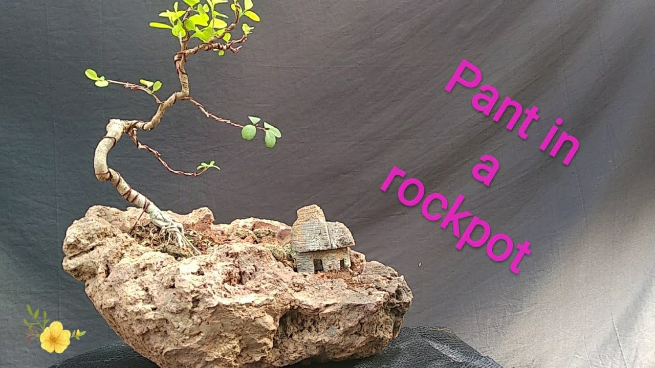 Plantation in a rock pot - YouTube