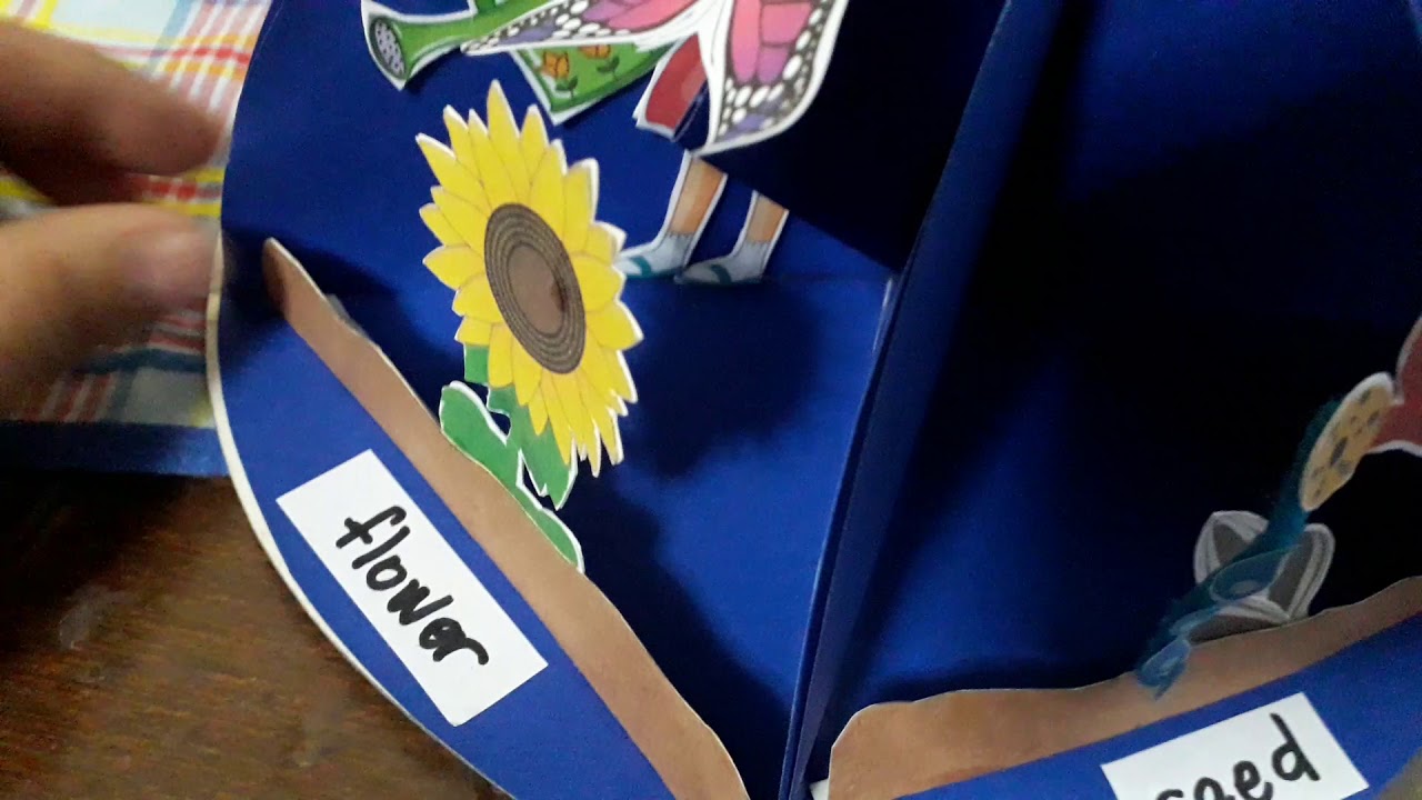 Plant Life Cycle 3D Model - YouTube