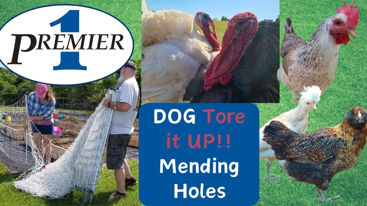PREMIER 1 Poultry Netting (fence) | Mending HOLES & MOVING - YouTube