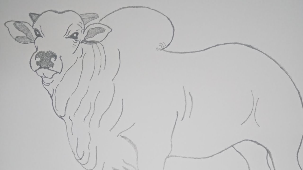 How to Drawing cow🐄 @How.to.drawing - YouTube