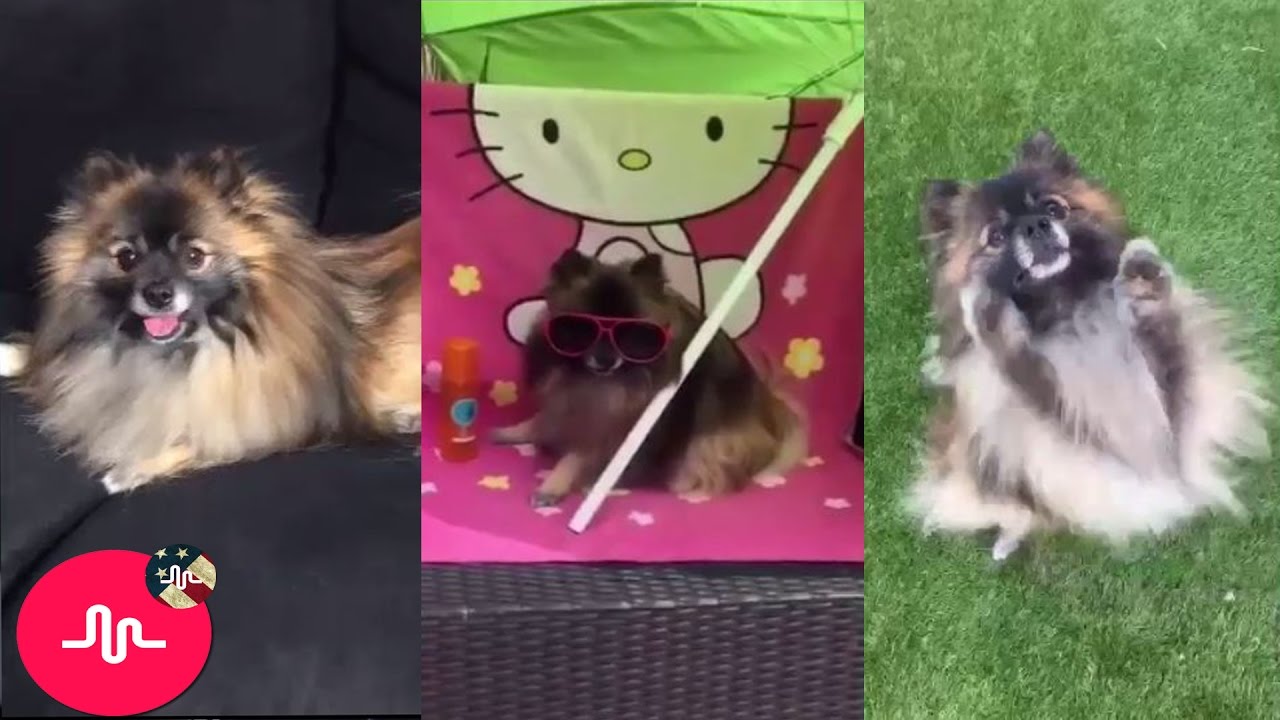 Musical.ly Dogs Compilation | Musically the animals 2016 - YouTube
