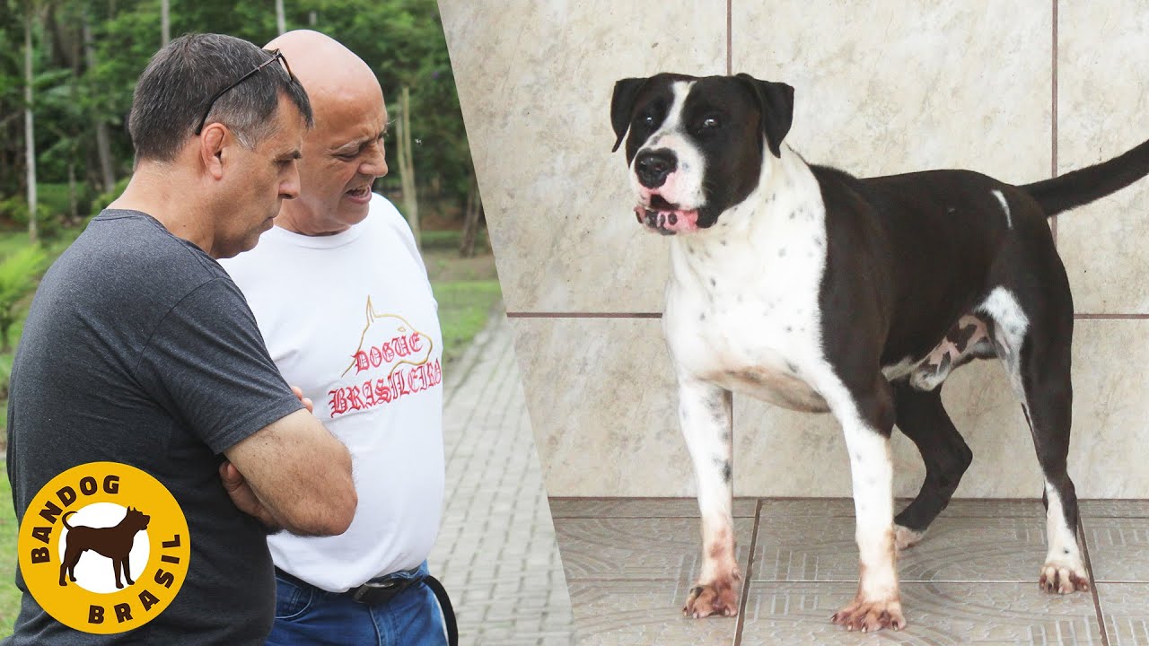 Dogue Brasileiro: Jairo visita o canil Tasgard do Dr Pedro Dantas ...