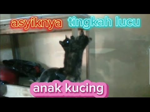 tingkah laku lucu anak kucing - YouTube