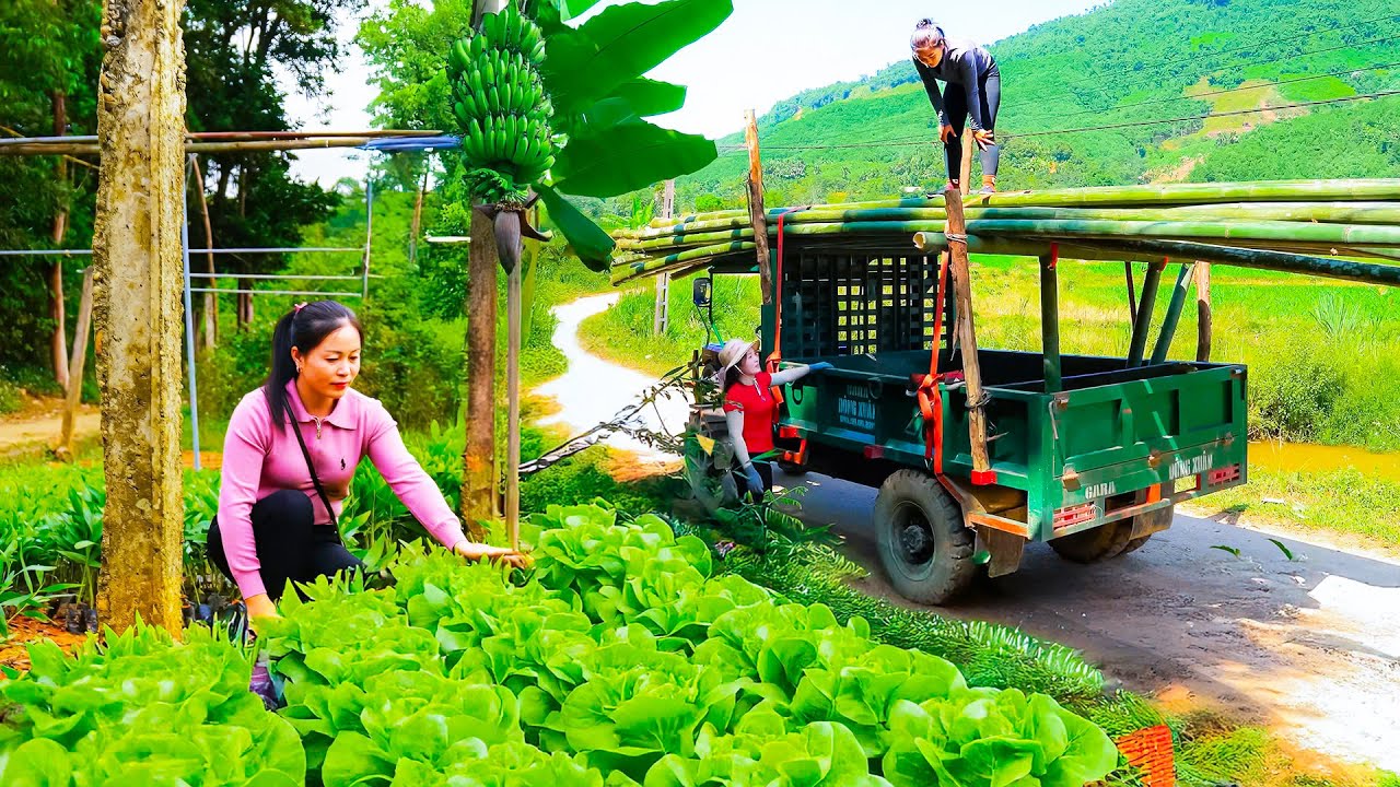 Farm Livestock Care and Bamboo Transport for Trieu Thanh Thanh - Farm ...