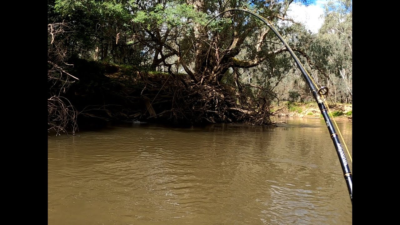 Murray Cod- Midday shade boof - YouTube