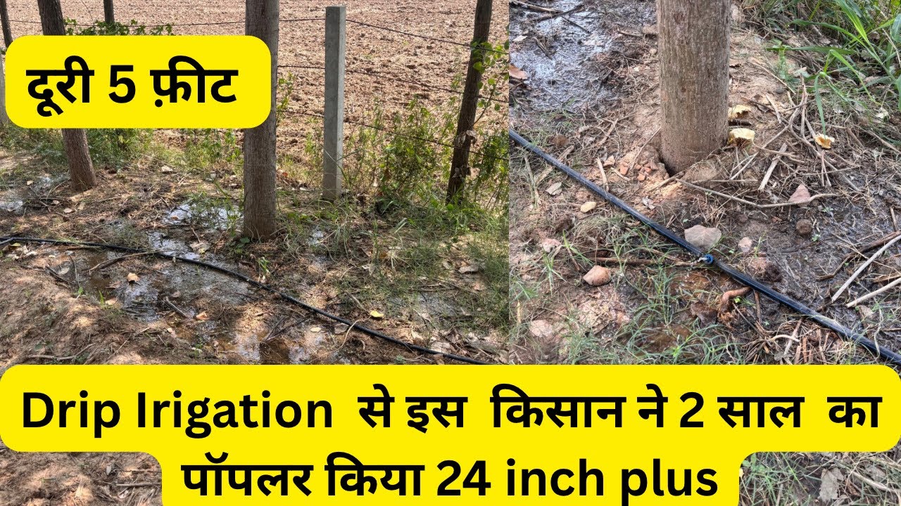 Drip irrigation से poplar में innovation 24 inch plus || best poplar ...