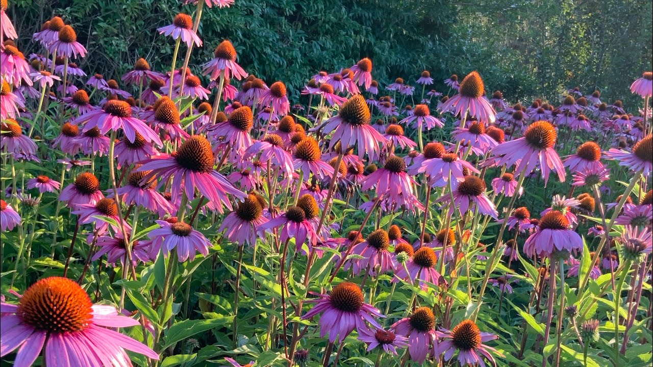 Martin Cíla vysílá živě! #echinaceapurpurea#live #nature #new #news # ...