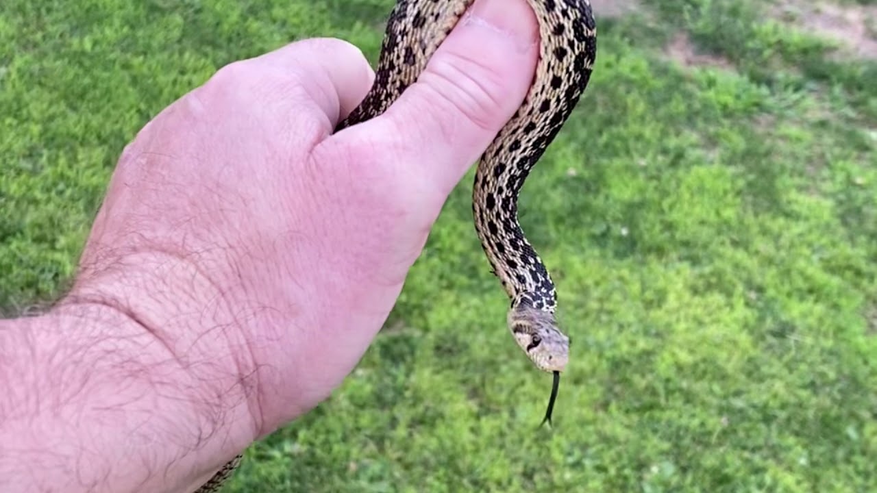 Gopher snake catch and release, Trabuco Canyon, California - YouTube