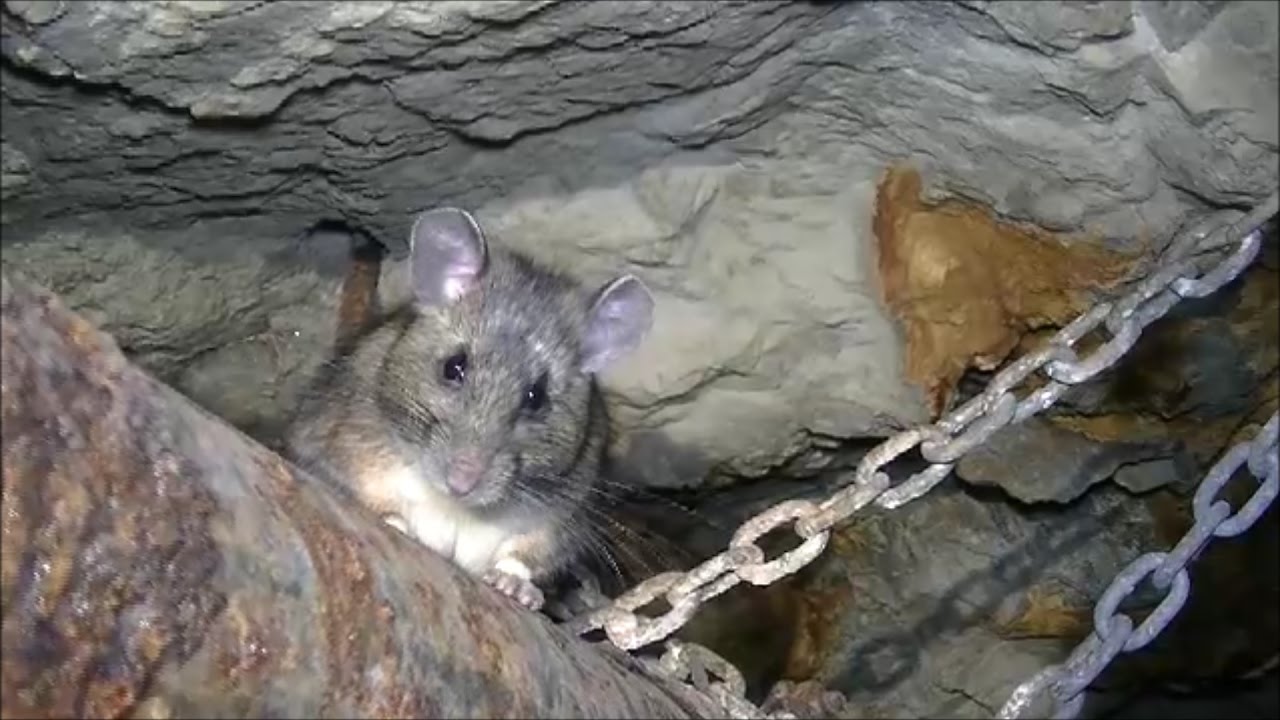 #25 Gold drop the rat king mine, the mine with the most and friendliest ...