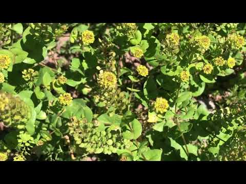 Yer Fındığı Otu Lepidium perfiliatum Yenilebilir Faydalı Bitki Şifalı Ot