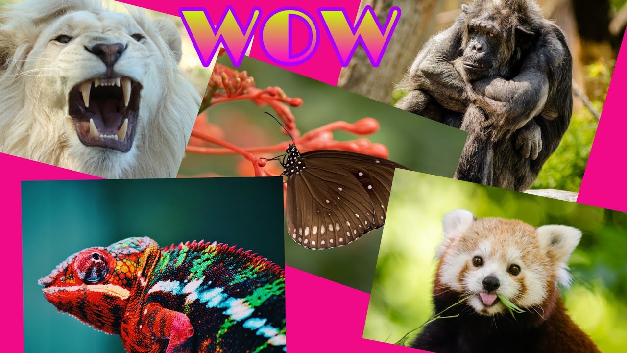 Amazing Wild Animal behaviour caught on spy camera - YouTube