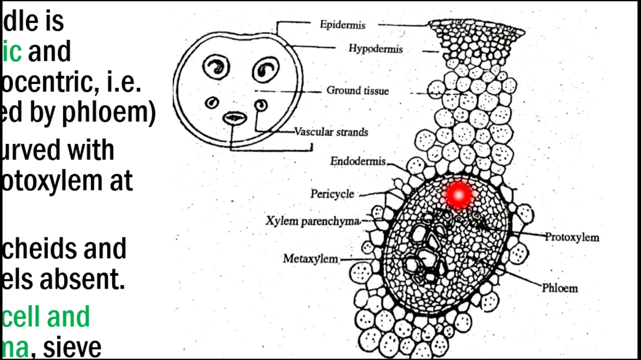 Nephrolepis part 2 - YouTube