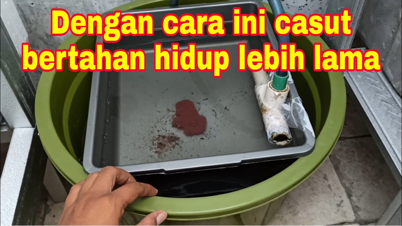 Cara mengawetkan casut agar hidup lebih lama - YouTube