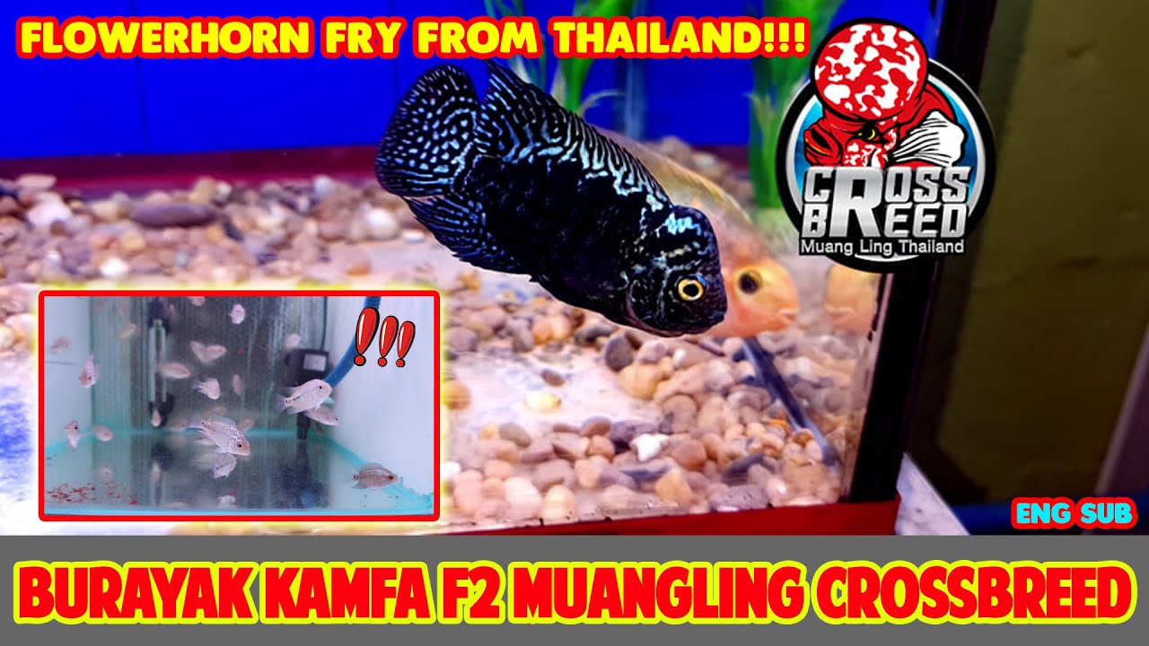 Burayak Louhan Kamfa F2 Thailand Dari Farm Ikan Louhan Muangling