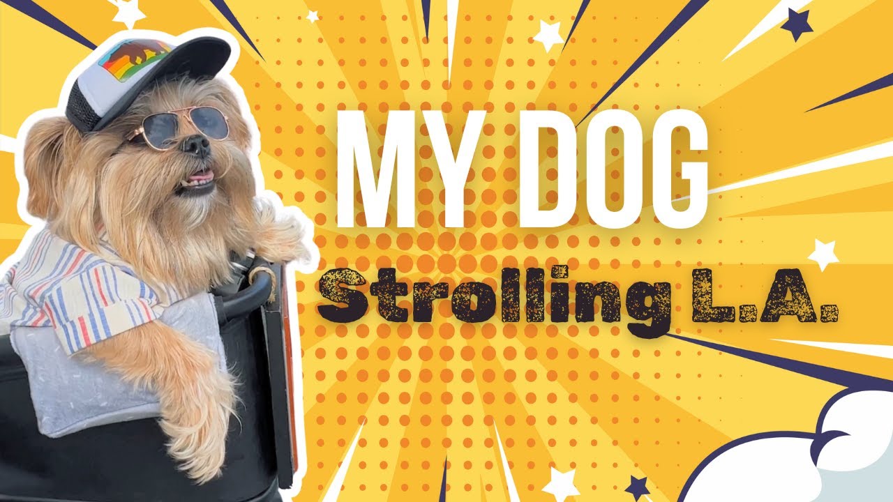 Senior dog strolling in L.A. - YouTube