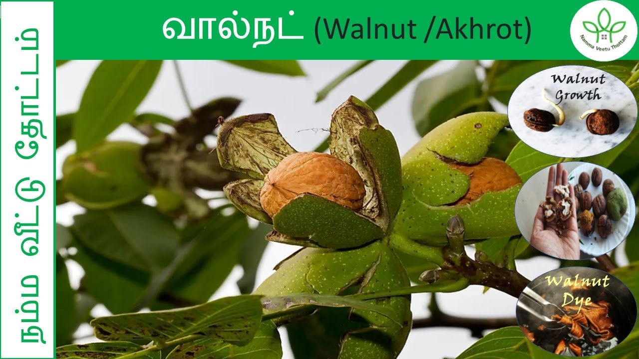 Wild Walnut Tree(Akhrot)|வால்நட் மரம்| Natural Haircolor|Organic Garden ...