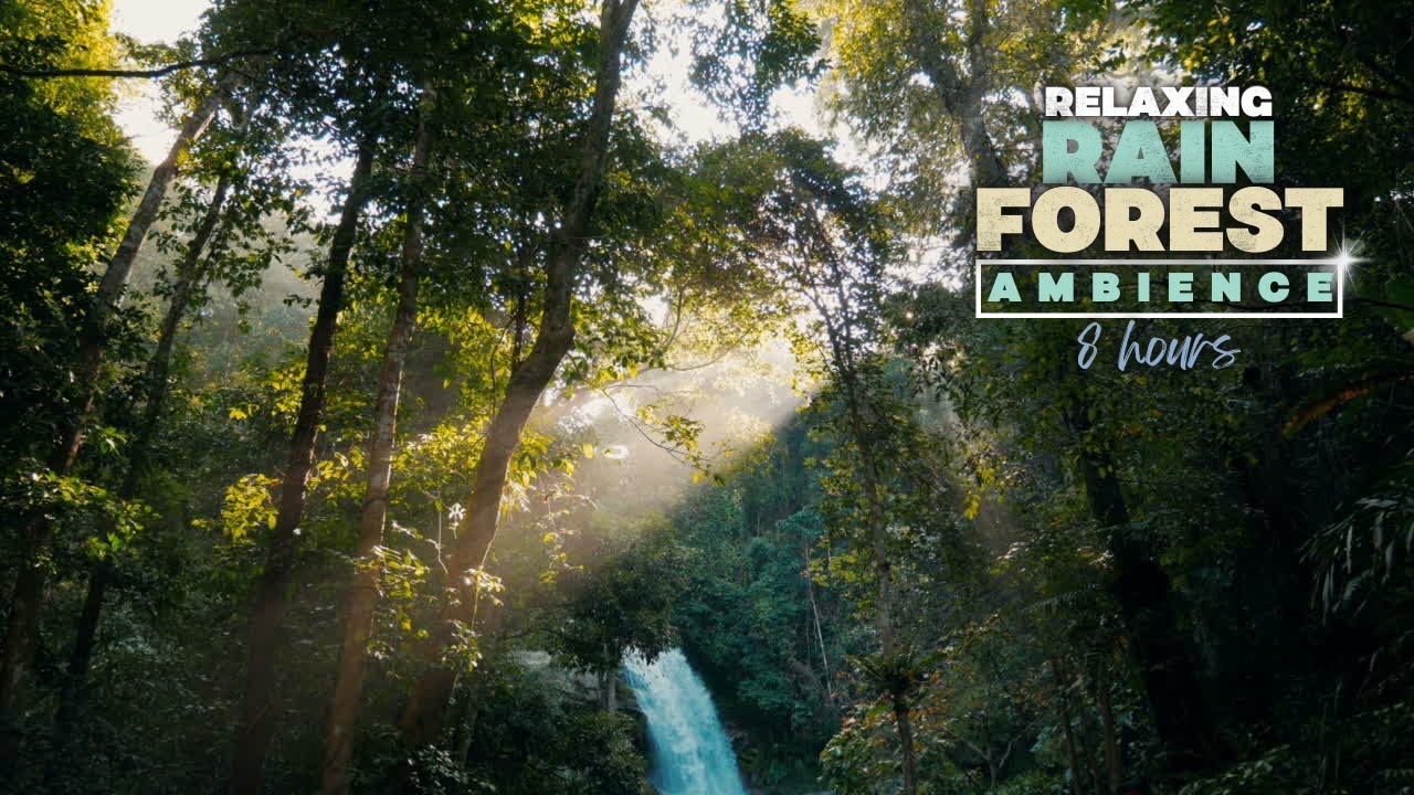 8-HOUR RAINFOREST AMBIENCE | Meditation • Focus • Study. - YouTube