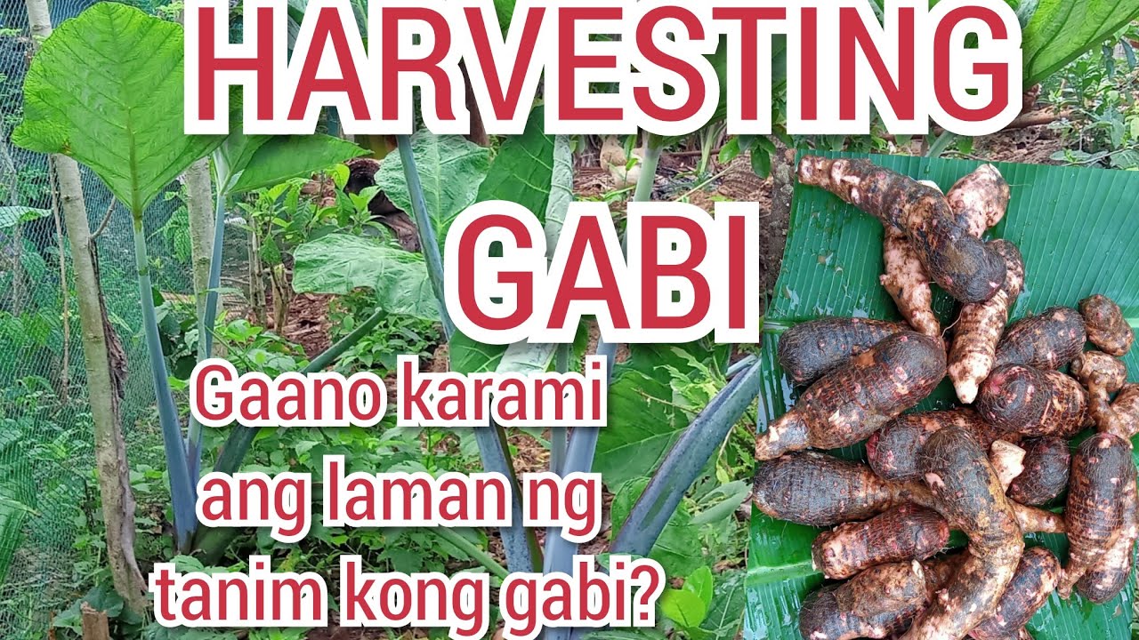 HARVESTING GABI || GAANO KARAMI ANG LAMAN NG TANIM KONG GABI || BUHAY ...