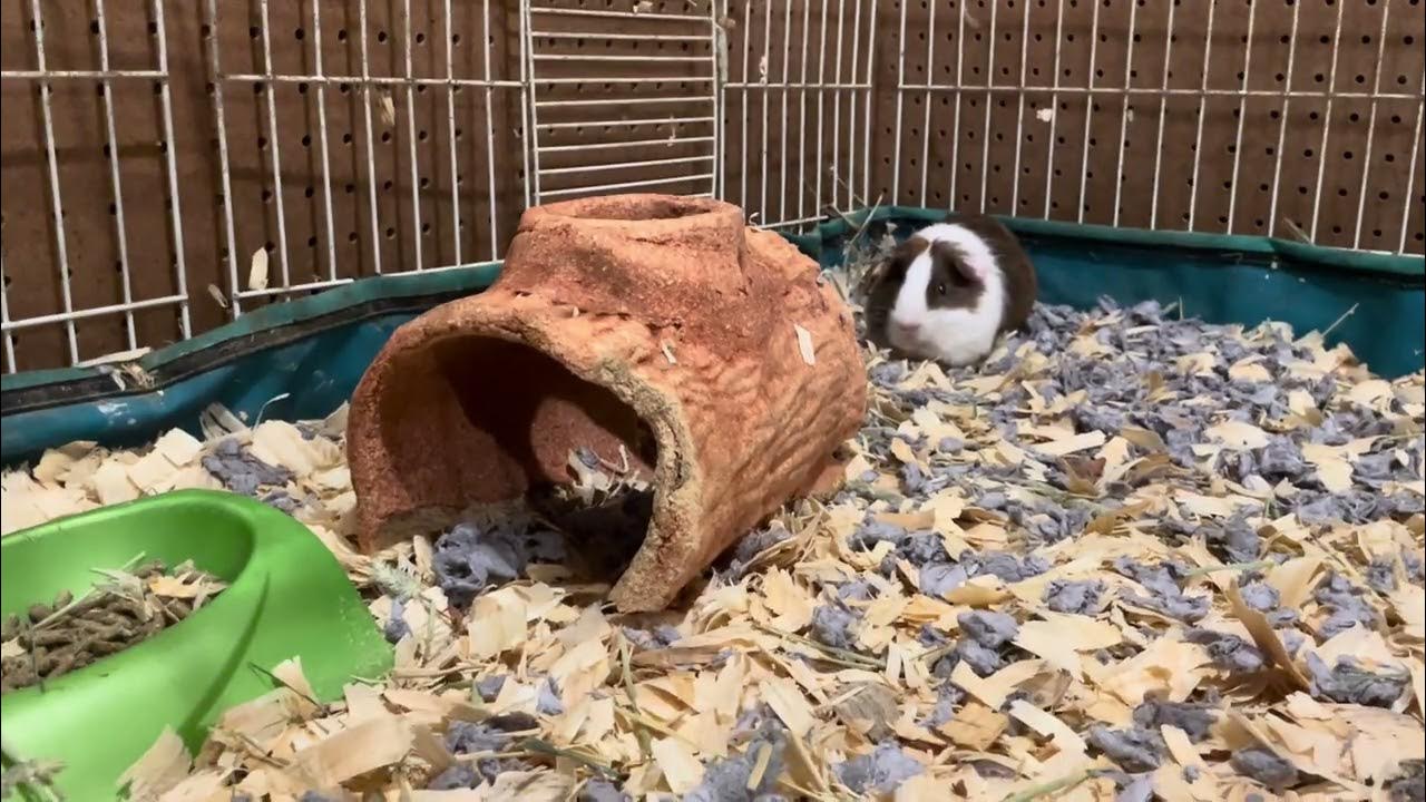 Here is Mr. Gus he is our new, guinea pig - YouTube