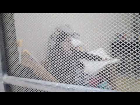 TANTE TICKA SEDANG NELPON ORANG