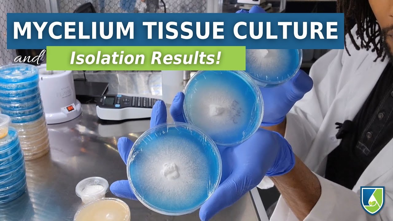 Mycelium Tissue Culture Transfer and Isolation Results - YouTube