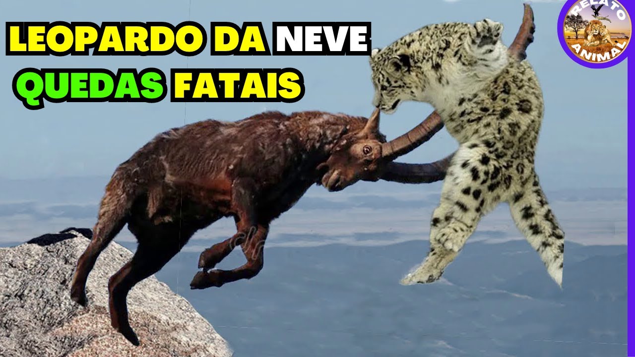 Leopardo da Neve Caçando suas presas em penhascos íngremes - YouTube