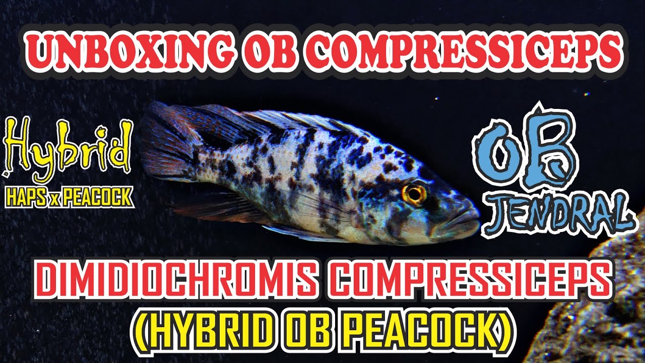 UNBOXING CICHLID OB JENDRAL..!! OB COMPRESSICEPS..!! (DIMIDIOCHROMIS ...
