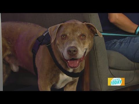 Idaho Today: This week's adoptable pet with Idaho Humane Society - YouTube