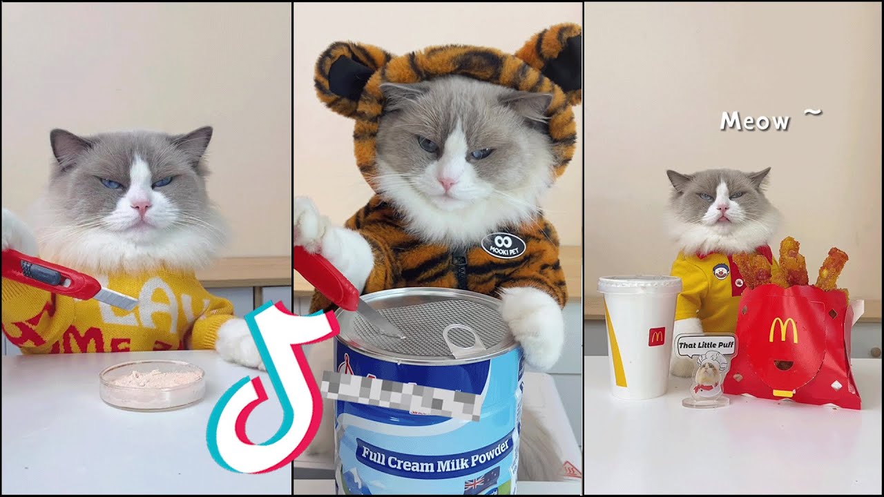 💕 that little puff tiktok compilation | cooking cat #13 - YouTube