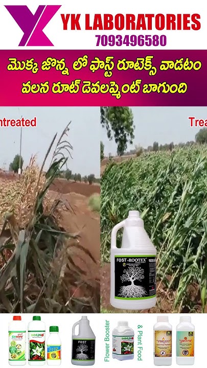 #MaizeCrop మొక్క జొన్న లో ఫాస్ట్ రూటెక్స్ వాడటం వలన రూట్ డెవలప్మెంట్ బాగుంది | #FostRootex | YK ...
