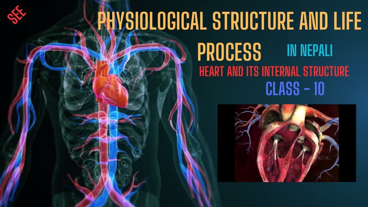 Life Process [Part-2] Class - 10 [Heart, Internal Structure Heart and ...