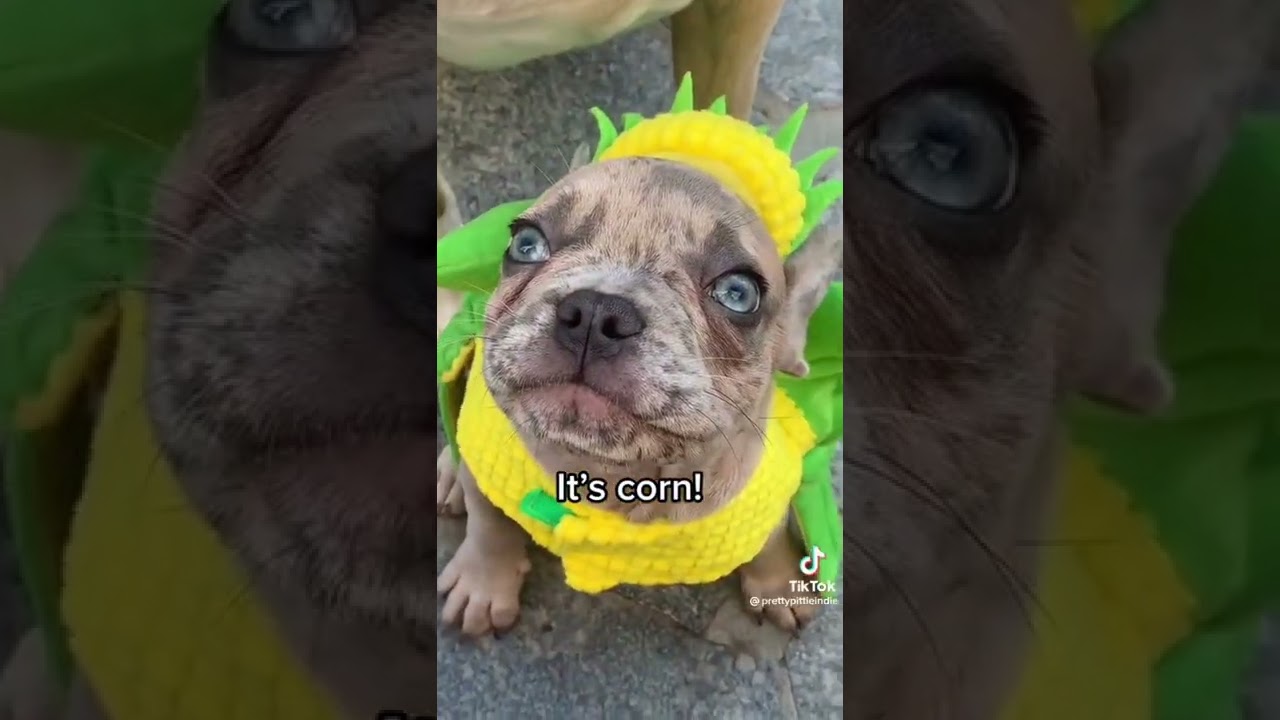 For me, I really like ️ corn! ️ | Mini Tik Tok compilation. - YouTube