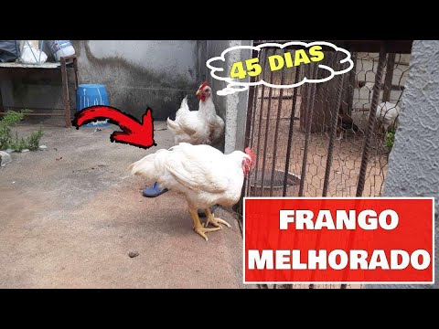 Frango de corte 45 Dias, (PARTE 04), Como criar frango de Granja em ...
