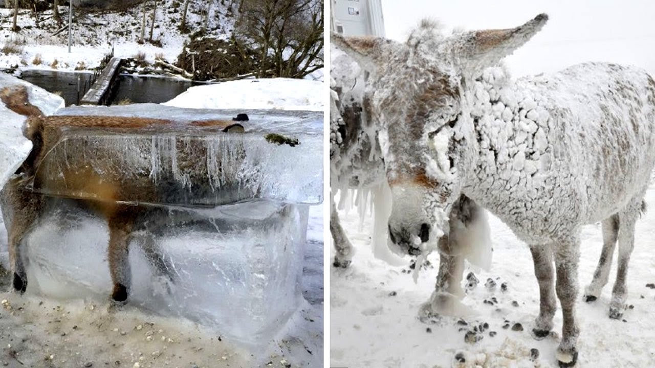 7 Animais Que Sobrevivem Ao Frio Mais Extremo Do Mundo - YouTube