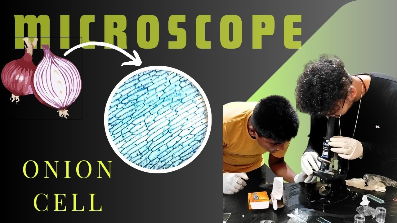 Onion cell under Microscope🔬|| Experiment by our students - YouTube