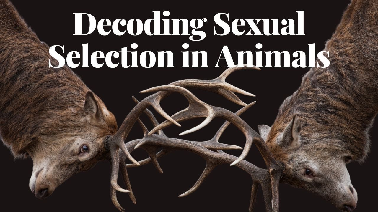 Decoding Sexual Selection | Insights into Animal Mating Strategies ...
