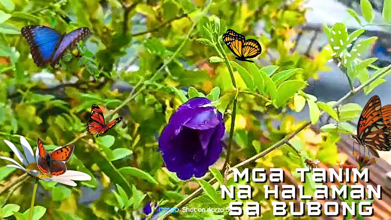 TANIM NA HALAMAN SA BUBONG. - YouTube