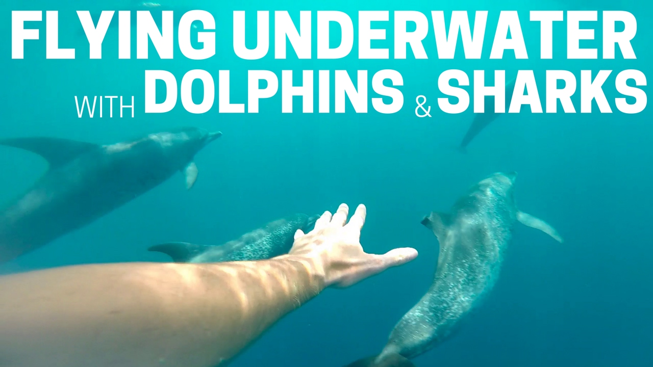 Subwing - Flying Underwater with Dolphins and Sharks - YouTube