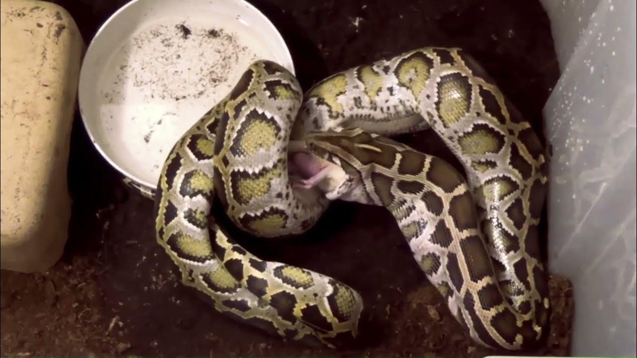 Burmese Python "Arnold" eats GIANT Rat (Live feeding) 02 - YouTube