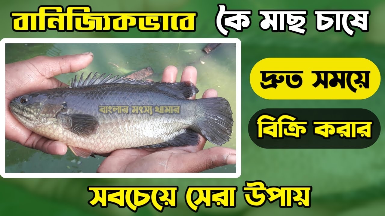 কৈ মাছ চাষ | Koi mach cash | কৈ মাছ চাষ পদ্ধতি | কৈ মাছের পোনা | Koi ...