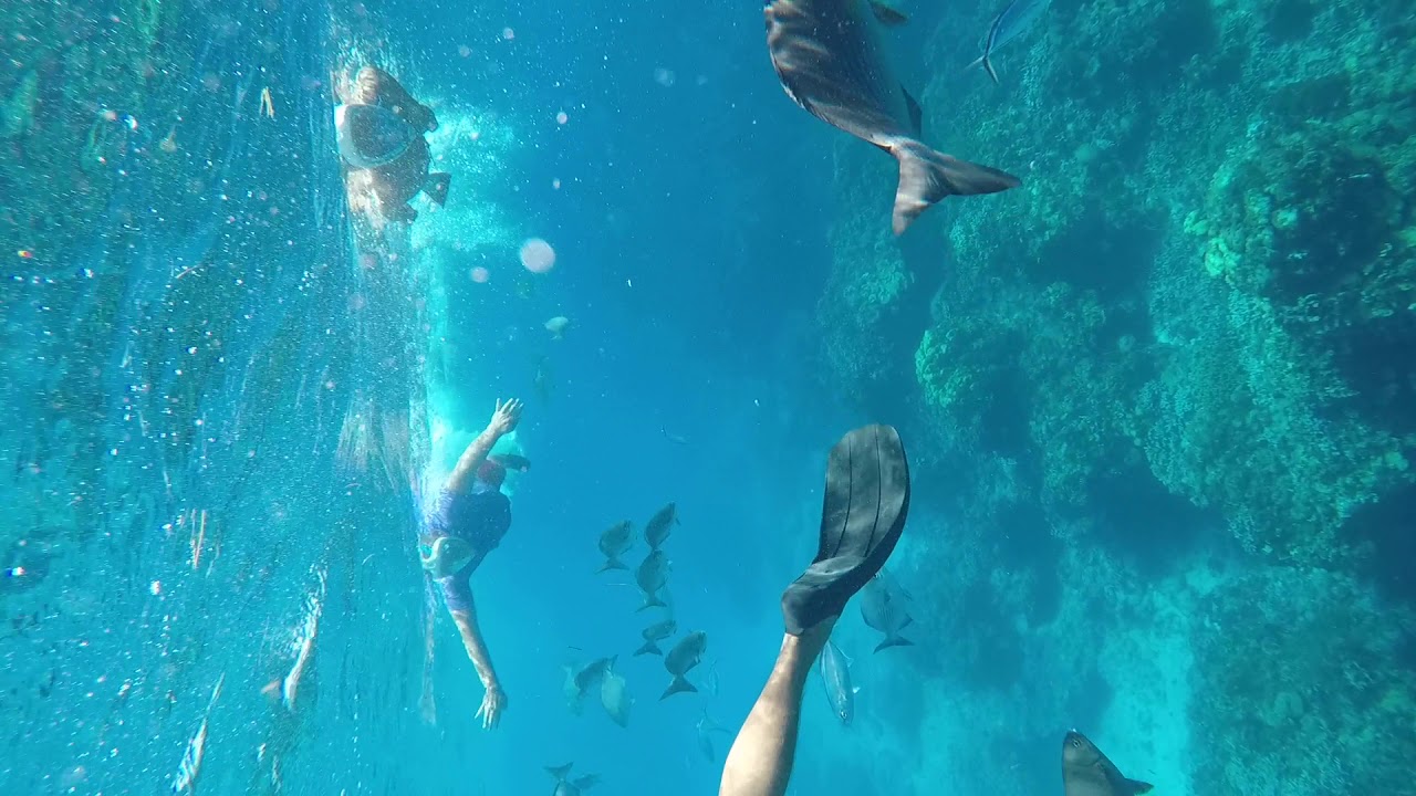 Aggressive coral sharks Cozumel - YouTube