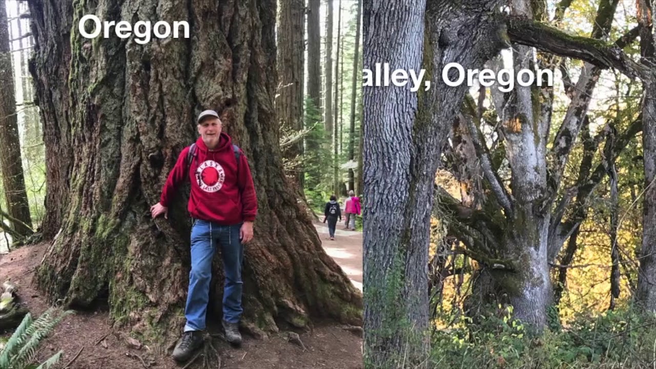 Meet a Professional Tree Hugger - YouTube