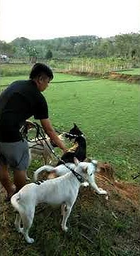 Berburu babi team SUGAMA,Gunung putri Porbi jabar.. - YouTube