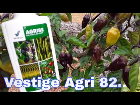 Vestige Agri 82. || Vestige Agri 82-na Challik Bange Nanga. - YouTube