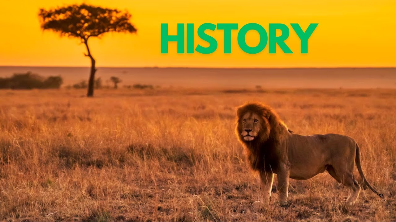 The best history of lions you have ever seen - YouTube