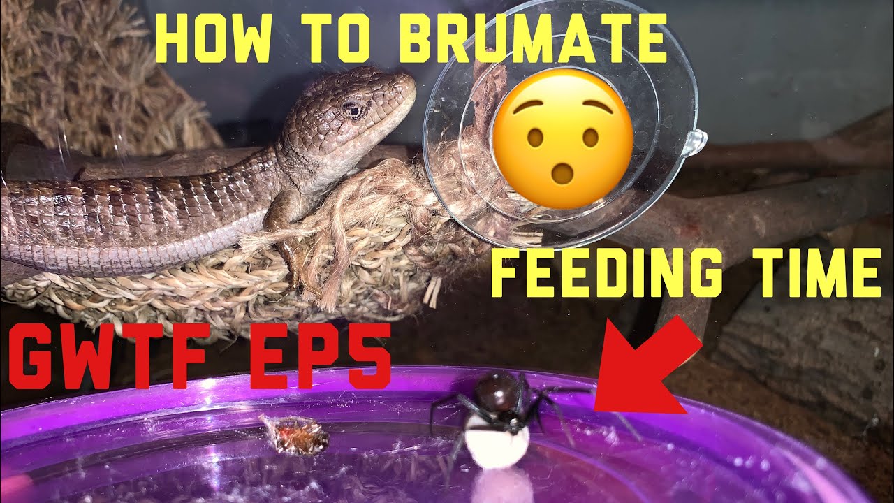 Alligator lizard brumation information + feeding my black widow and ...